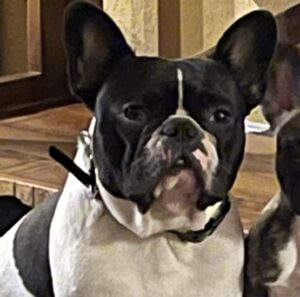 Kobe – Rehoming Pet | Humane Society of Polk County