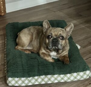 Bugsy – Rehoming Pet | Humane Society of Polk County